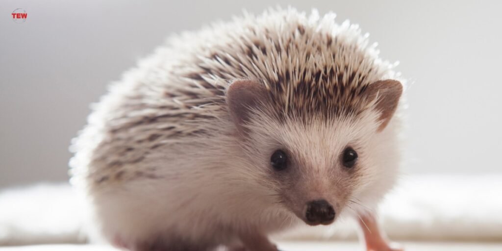 What exactly is the Hedgehog Concept? (Jim Collins) | The Enterprise World