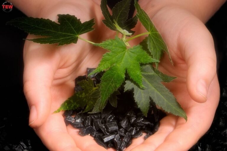 Carbon Offsets: Benefits, Types and How Do Work? | The Enterprise World